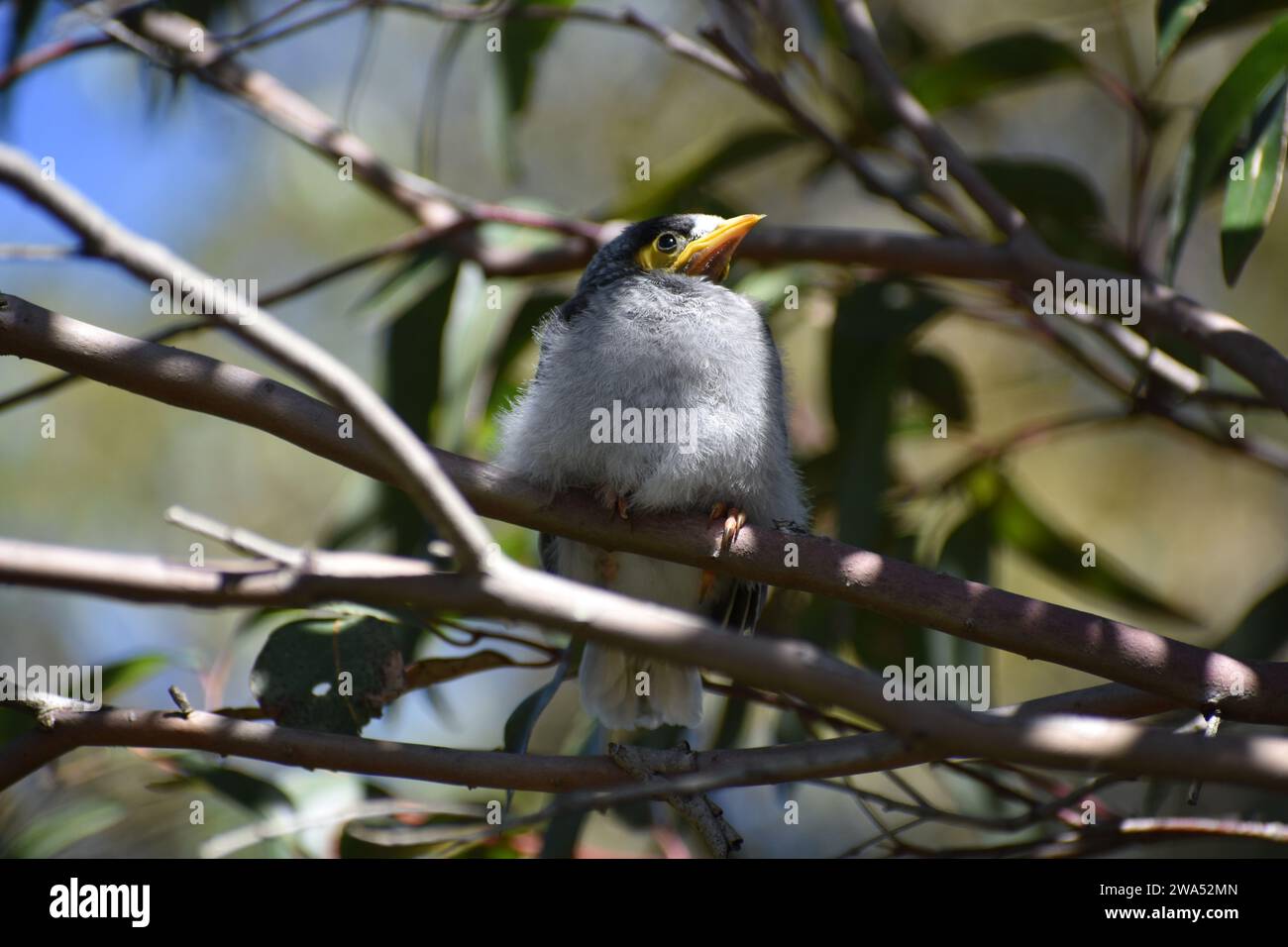 Myna bird hi-res stock photography and images - Alamy