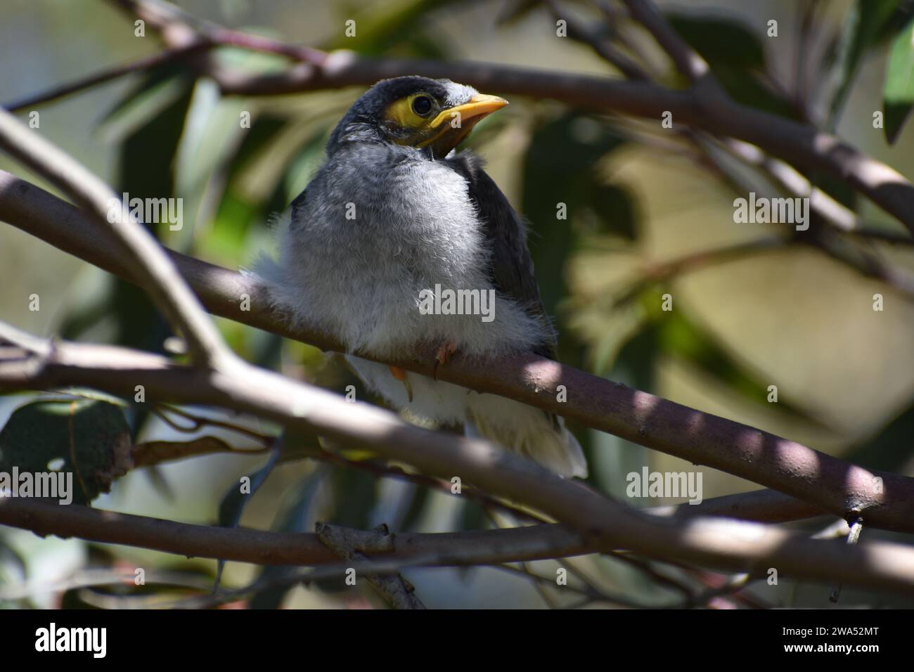 Myna bird hi-res stock photography and images - Alamy