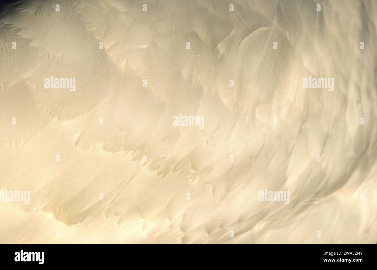 The Swan has one of the densest layers of feathers of any bird, from ...