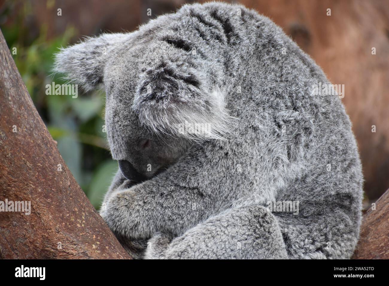 Koalas claws hi-res stock photography and images - Alamy
