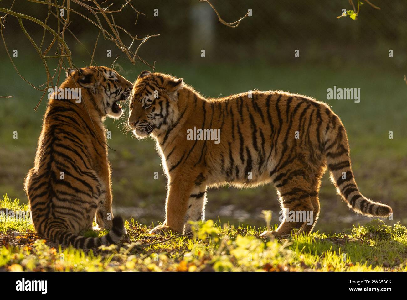 Siberian tiger cubs hi-res stock photography and images - Alamy