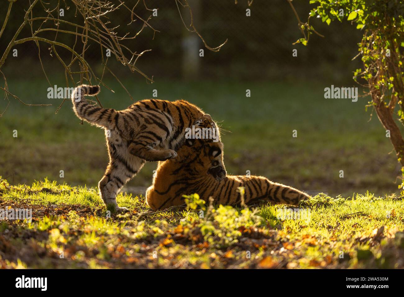 Tiger cubs welcome the new year with some light hearted wrestling UK ...