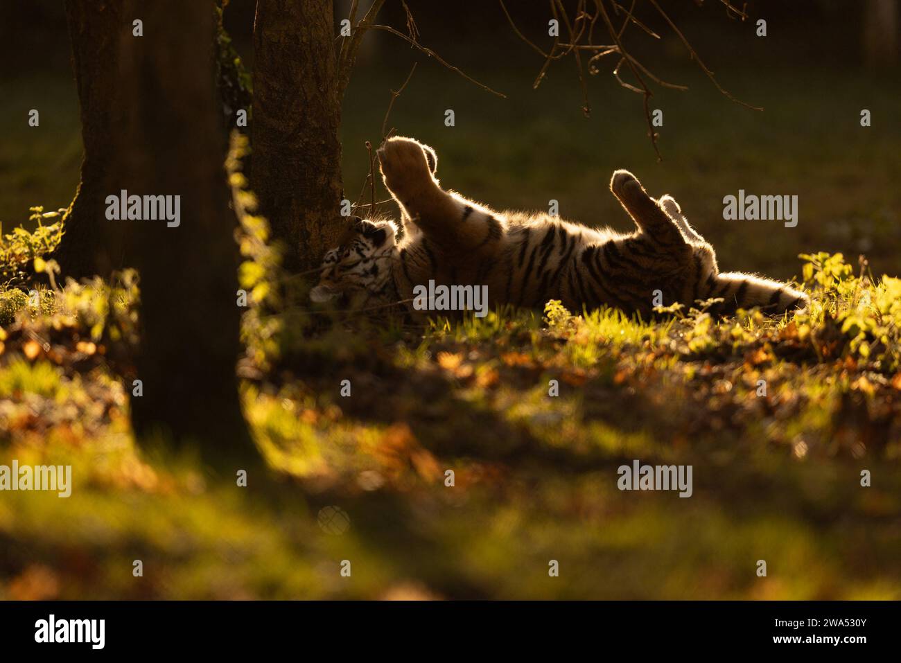 Tiger cub basking in the morning sun UK ENDEARING images of two ...