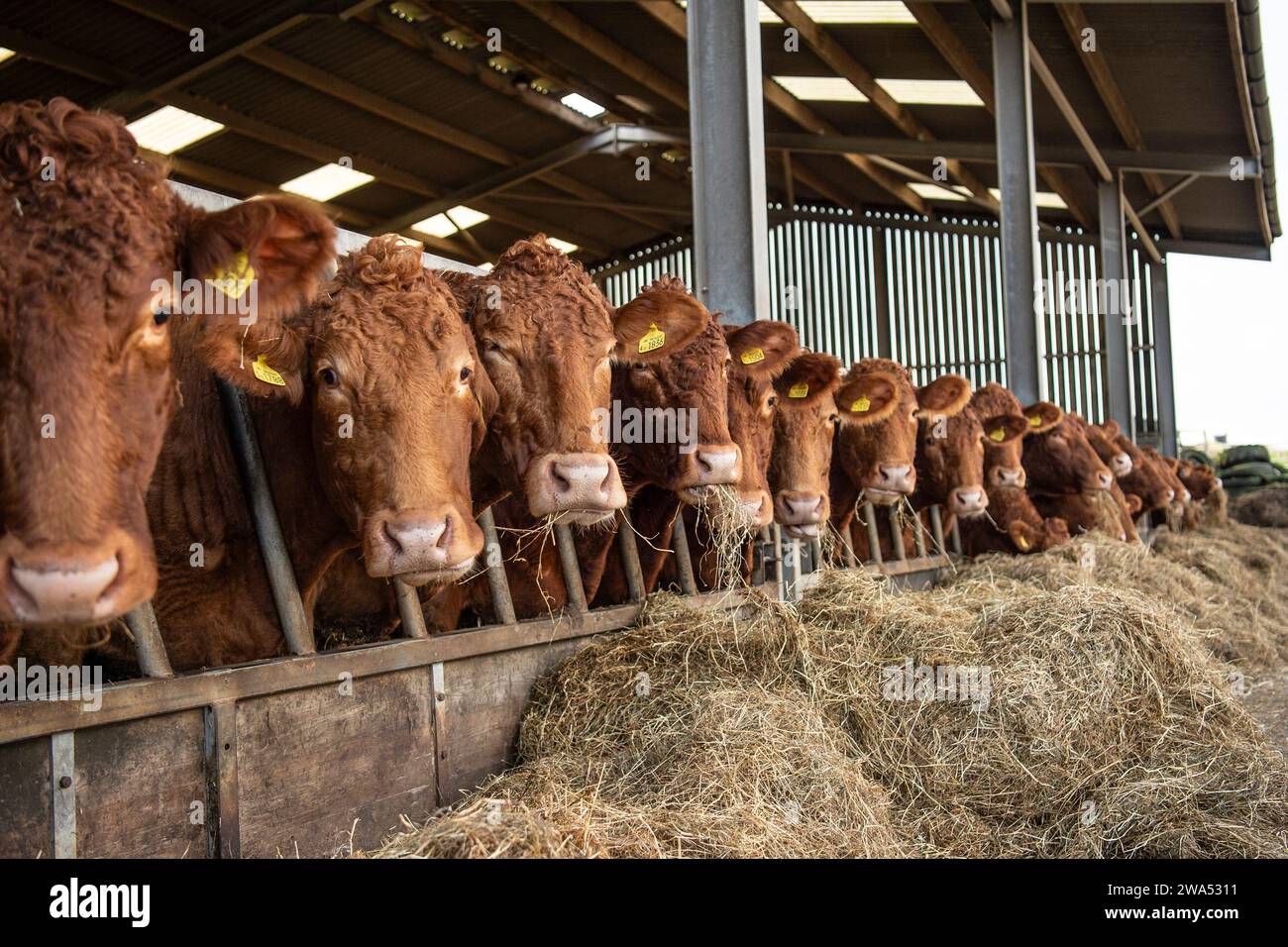 South Devon cows in a cattle shed Stock Photo - Alamy