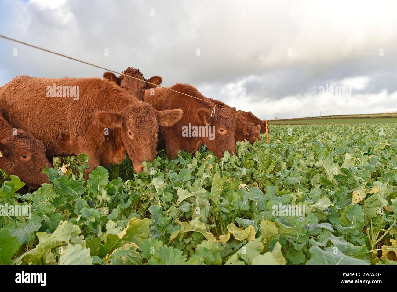 South Devon Cows grazing kale Stock Photo - Alamy