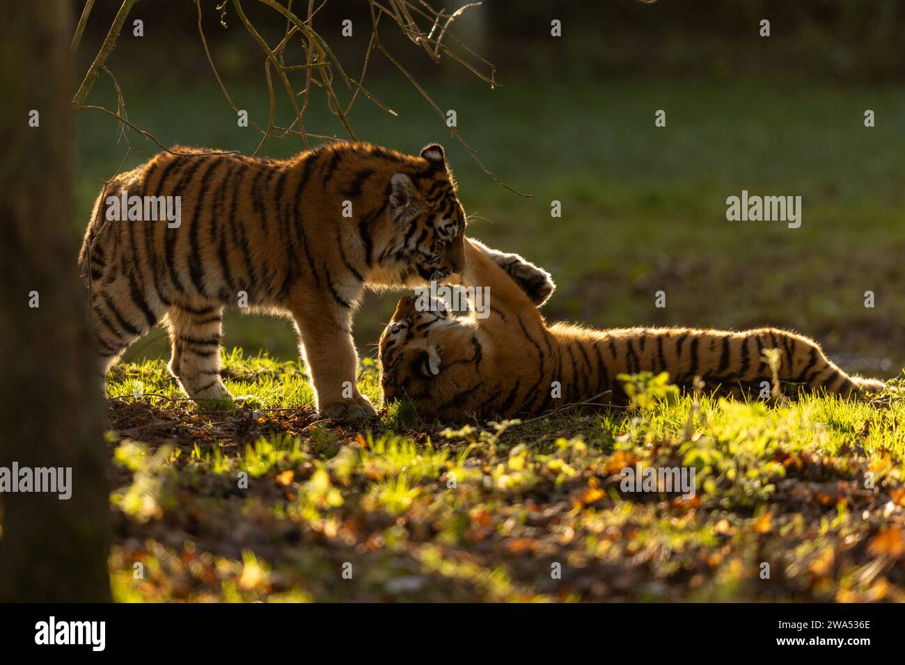 Bengal Tiger Cubs Playing