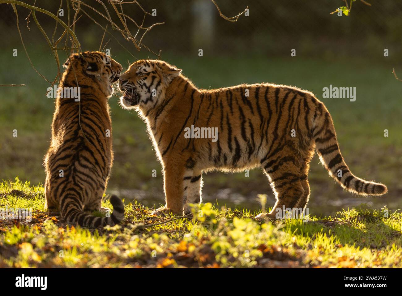 Tiger and 2024 hi-res stock photography and images - Alamy