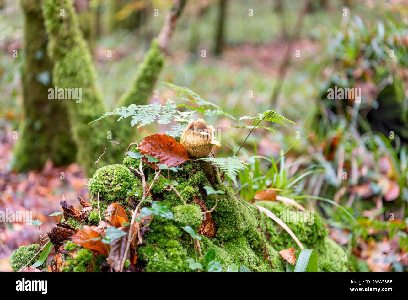 Exploded Puffball Mushroom on tree stump in Cornish Woodlands in Autumn ...