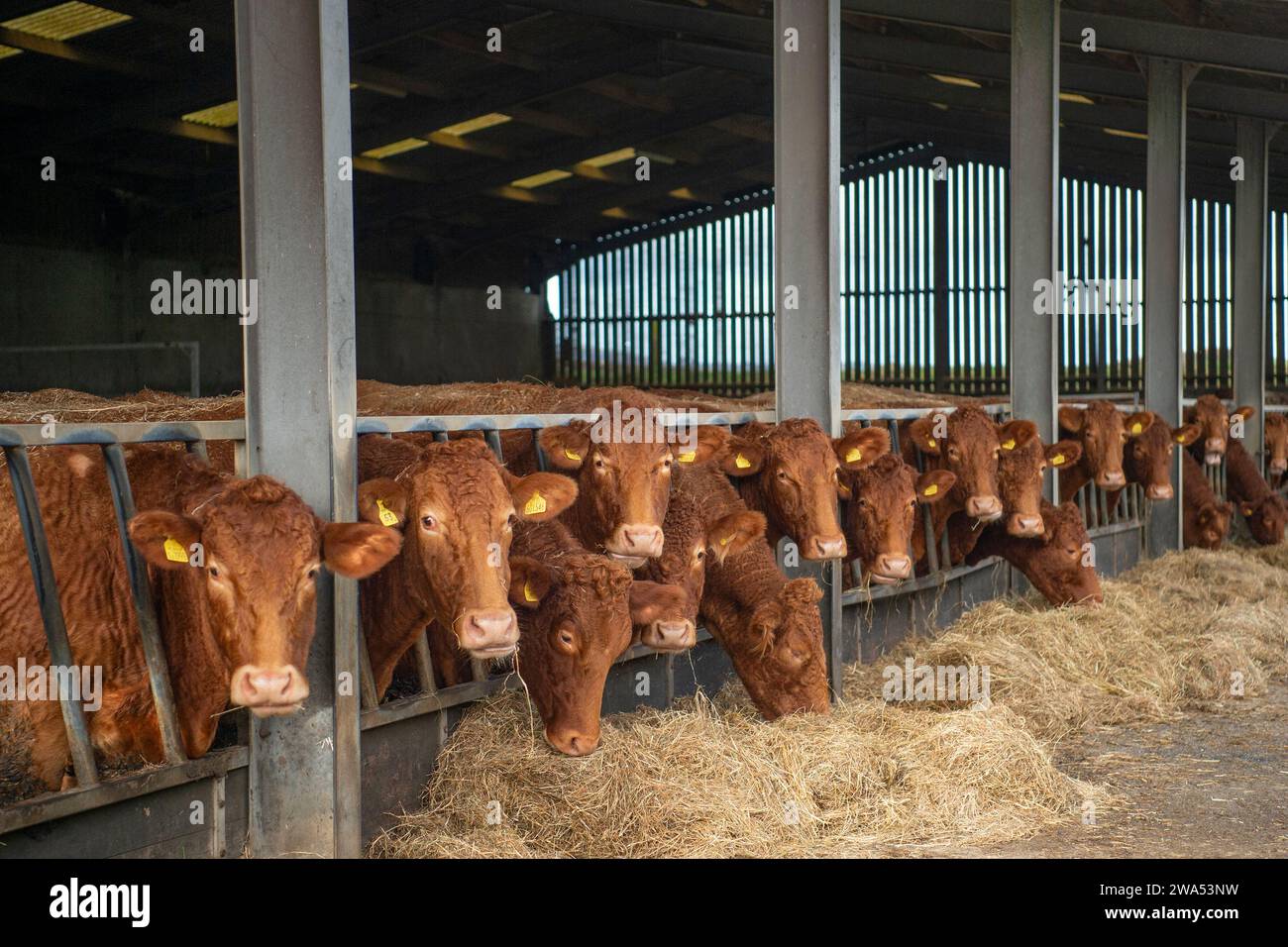 South Devon cows in a cattle shed Stock Photo - Alamy