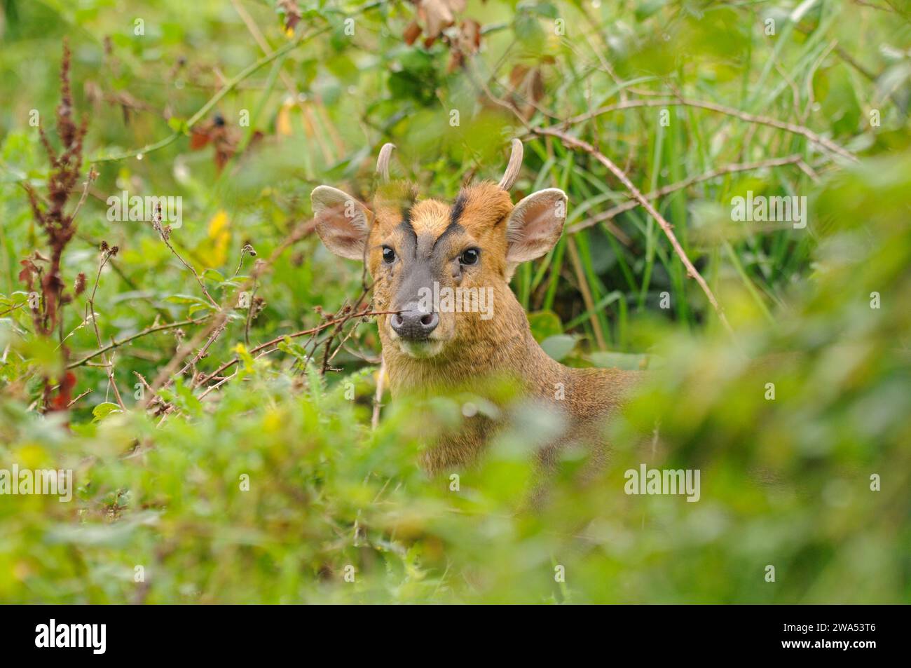 Muntjac buck uk autumn hi-res stock photography and images - Alamy