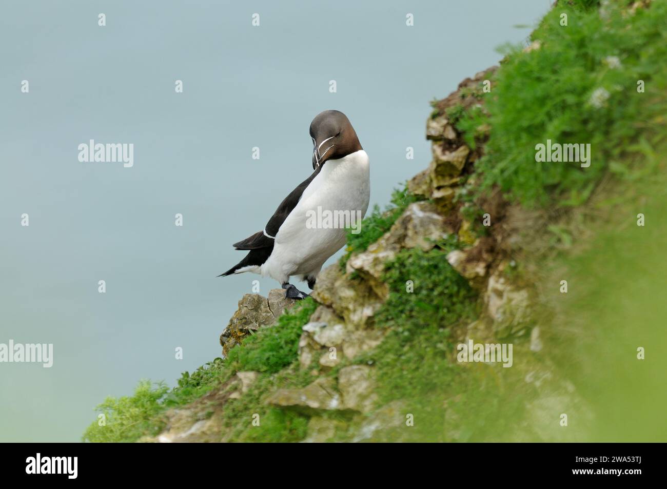 Razorbill, Alca torda, climbing up cliff edge, stretching wings ...