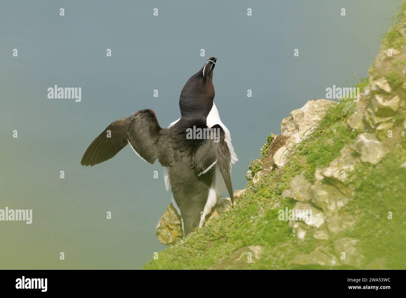Razorbill, Alca torda, perched on cliff edge, stretching wings, Bempton ...