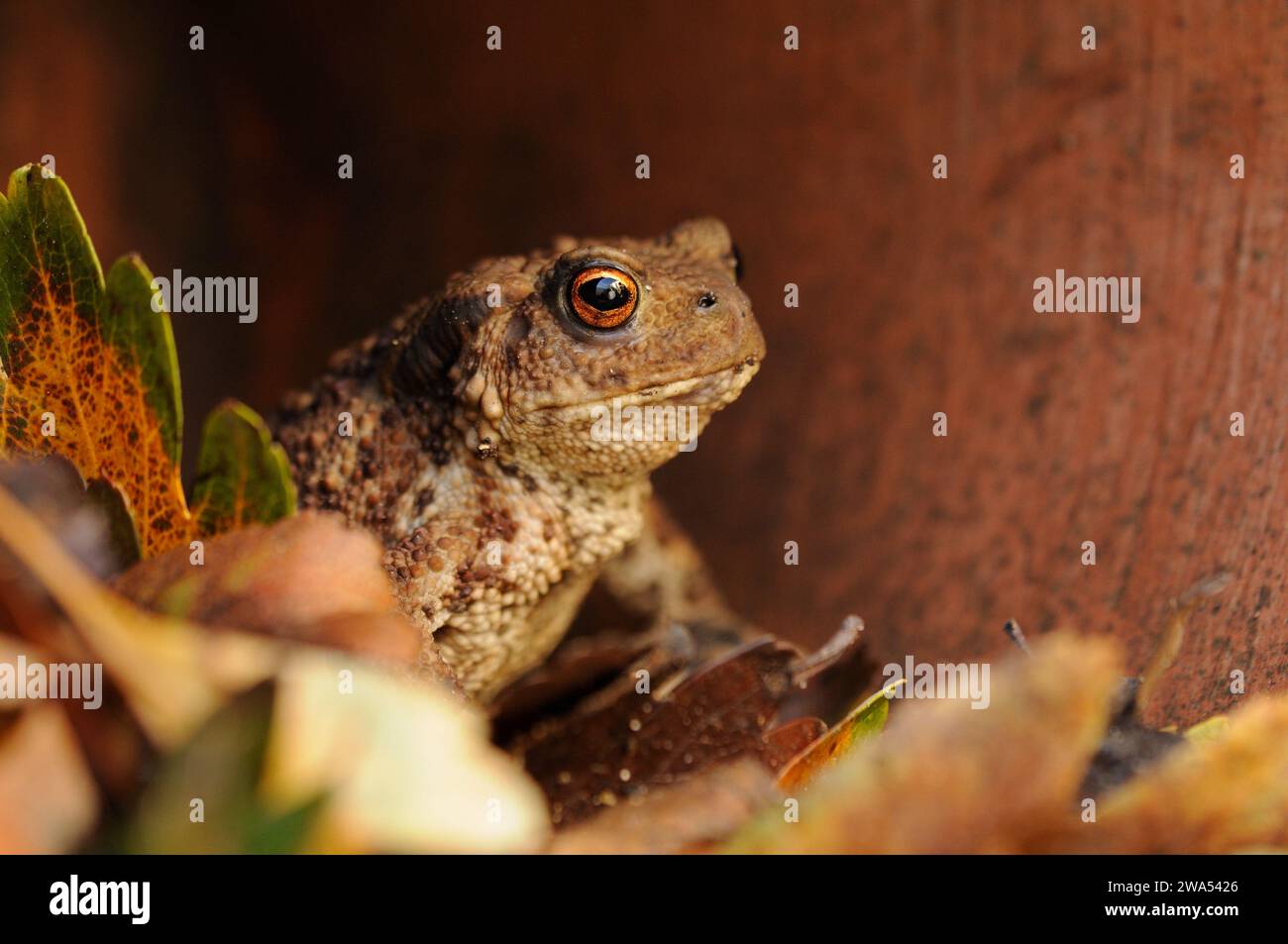 Common toad, Bufo bufo, inside flower pot, garden, Norfolk, UK Stock ...