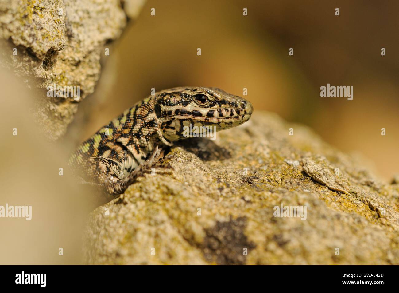 Common Wall Lizard, European Wall Lizard, Podarcis muralis, basking on ...
