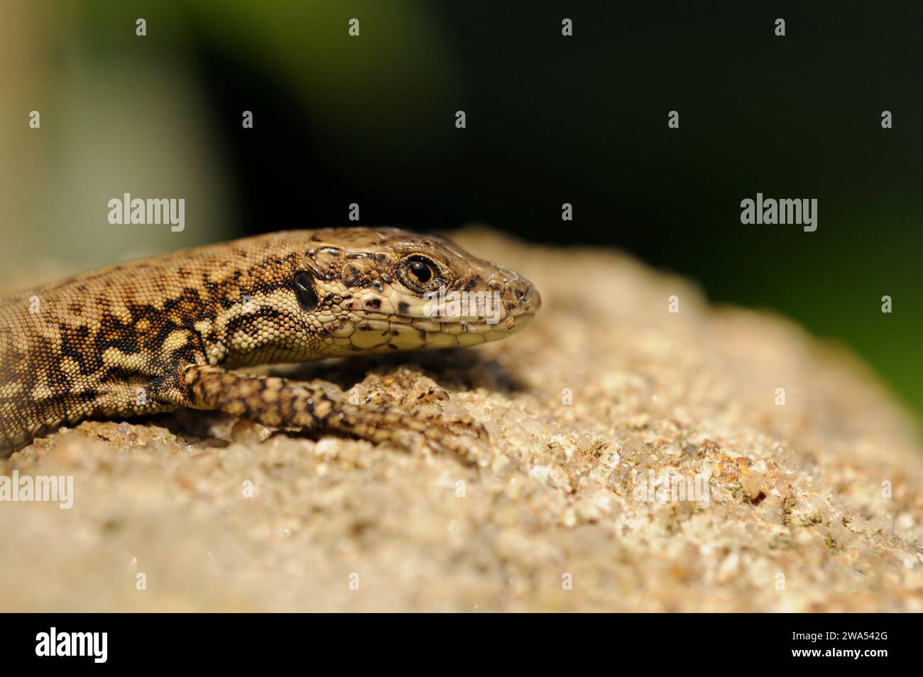 Common Wall Lizard, European Wall Lizard, Podarcis muralis, basking on ...