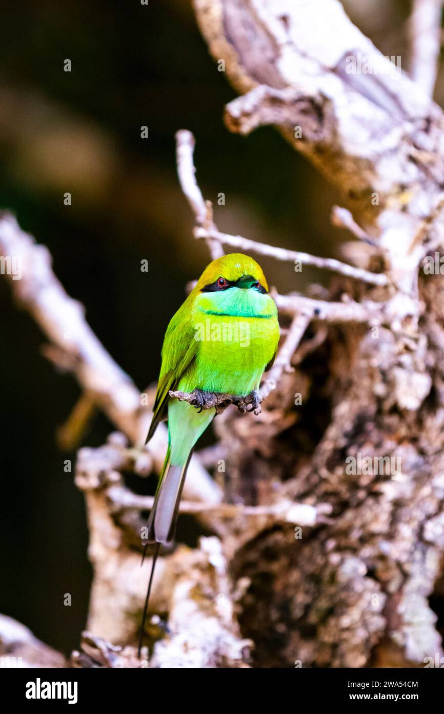 The bee-eaters are a group of birds in the family Meropidae, containing ...