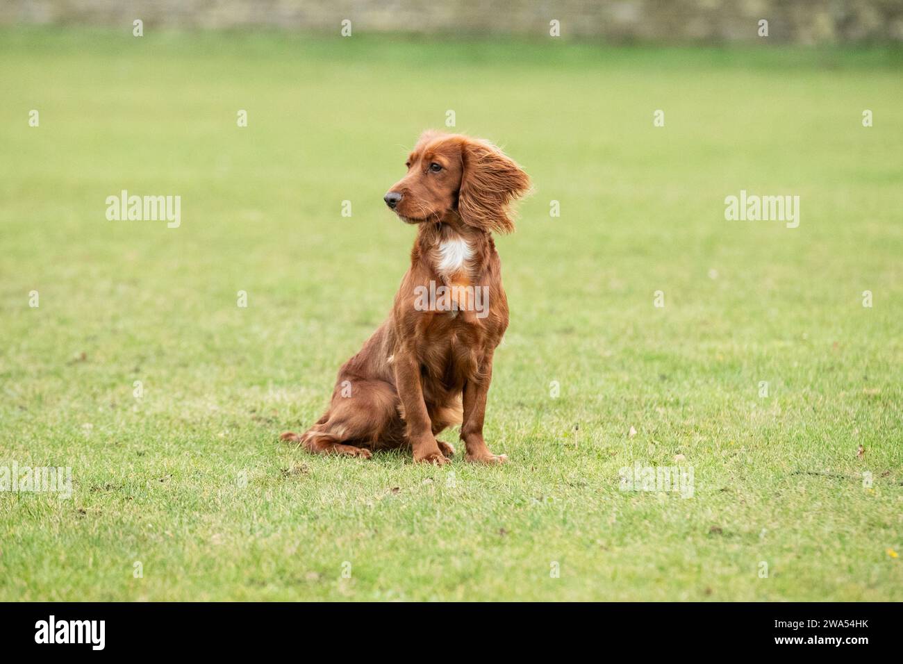 Working Cocker action shot Stock Photo - Alamy