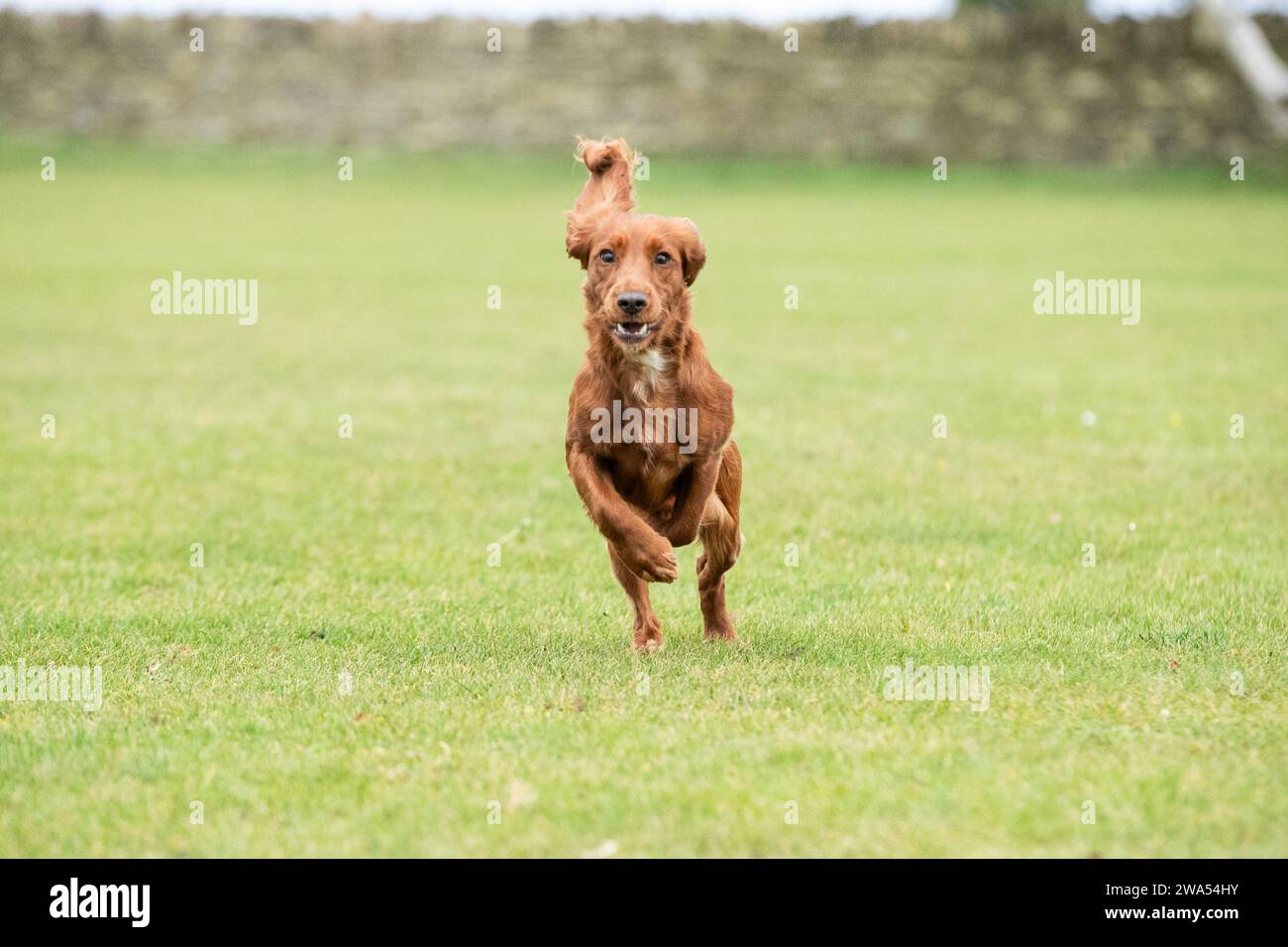 Working Cocker action shot Stock Photo - Alamy