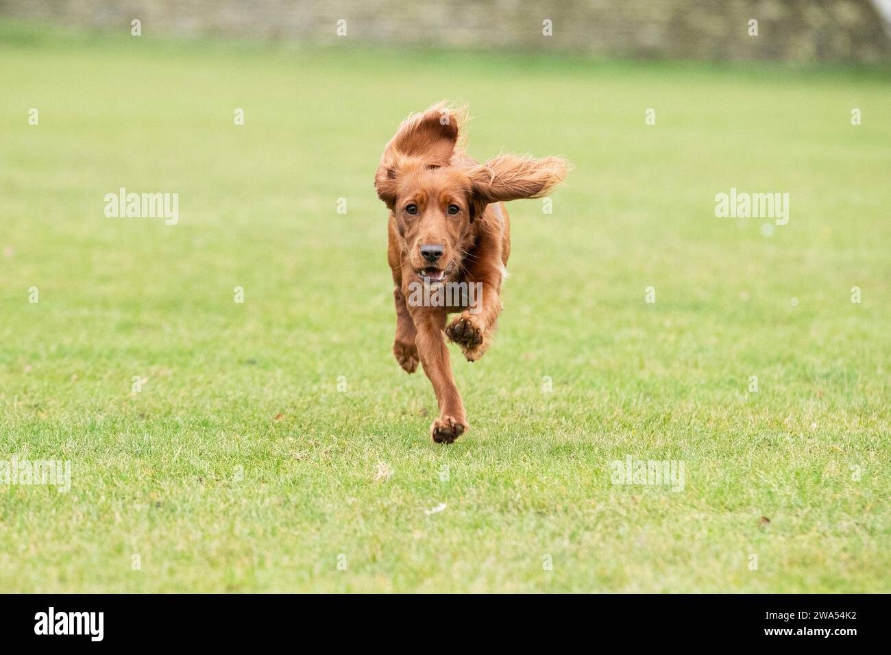 Working Cocker action shot Stock Photo - Alamy