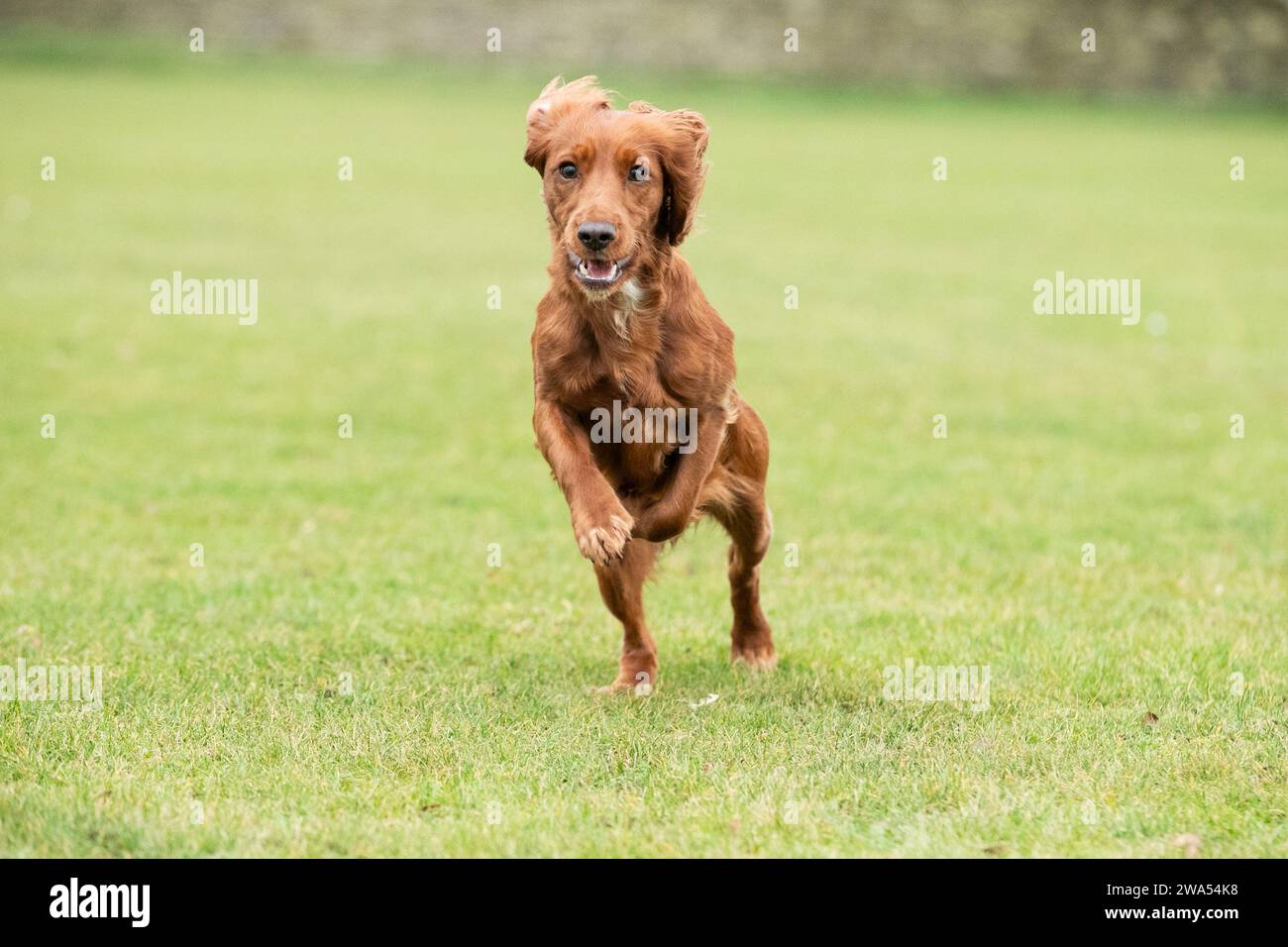 Working Cocker action shot Stock Photo - Alamy