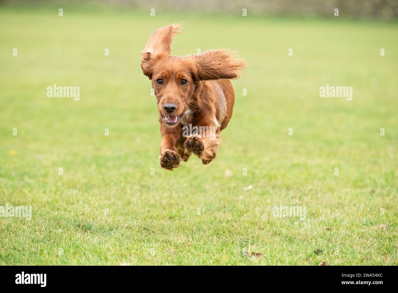 Working Cocker action shot Stock Photo - Alamy
