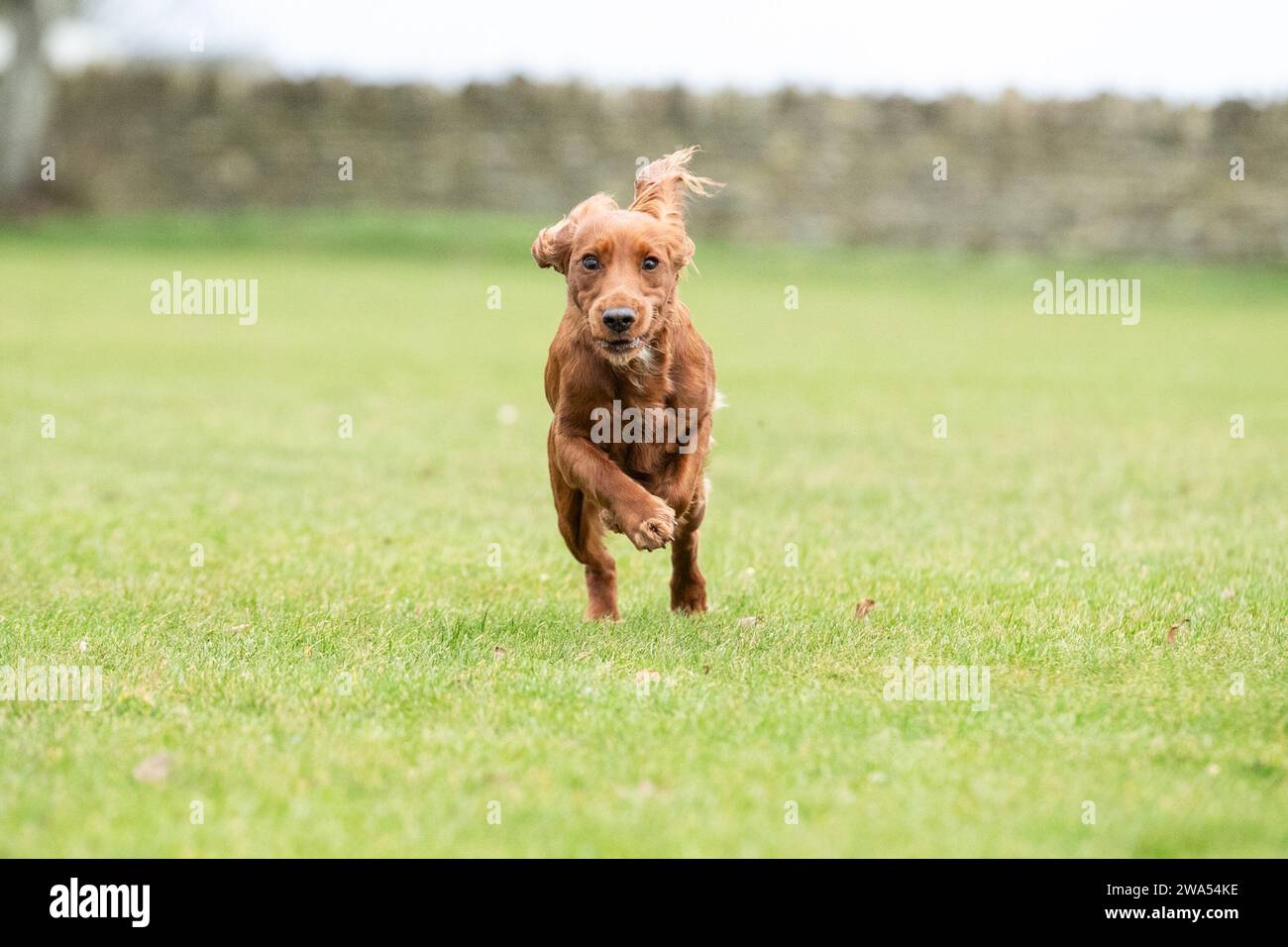 Working Cocker action shot Stock Photo - Alamy