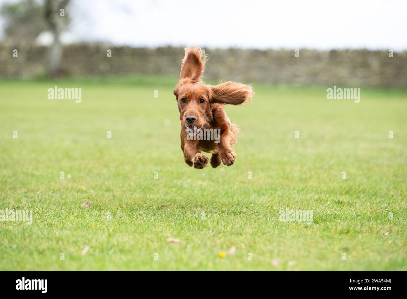 Working Cocker bouncing Stock Photo - Alamy