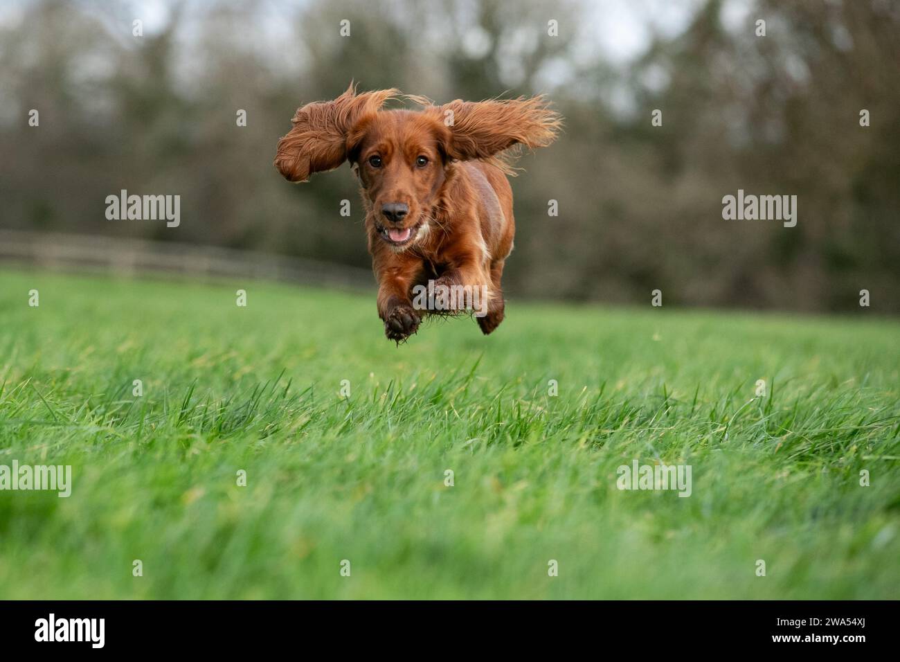 Cocker spaniel action shot hi-res stock photography and images - Alamy