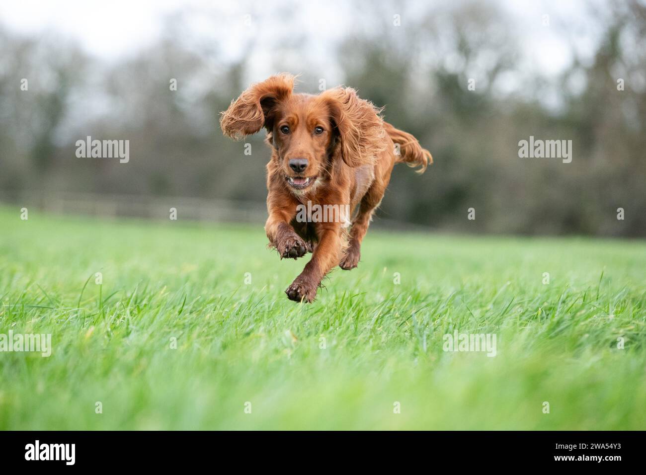Red Working Cocker Spaniel Stock Photo - Alamy