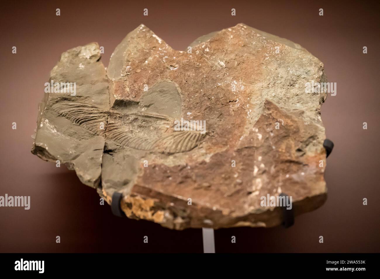 Fish Fossil, Lodeve Museum, a museum showing locally discovered ...