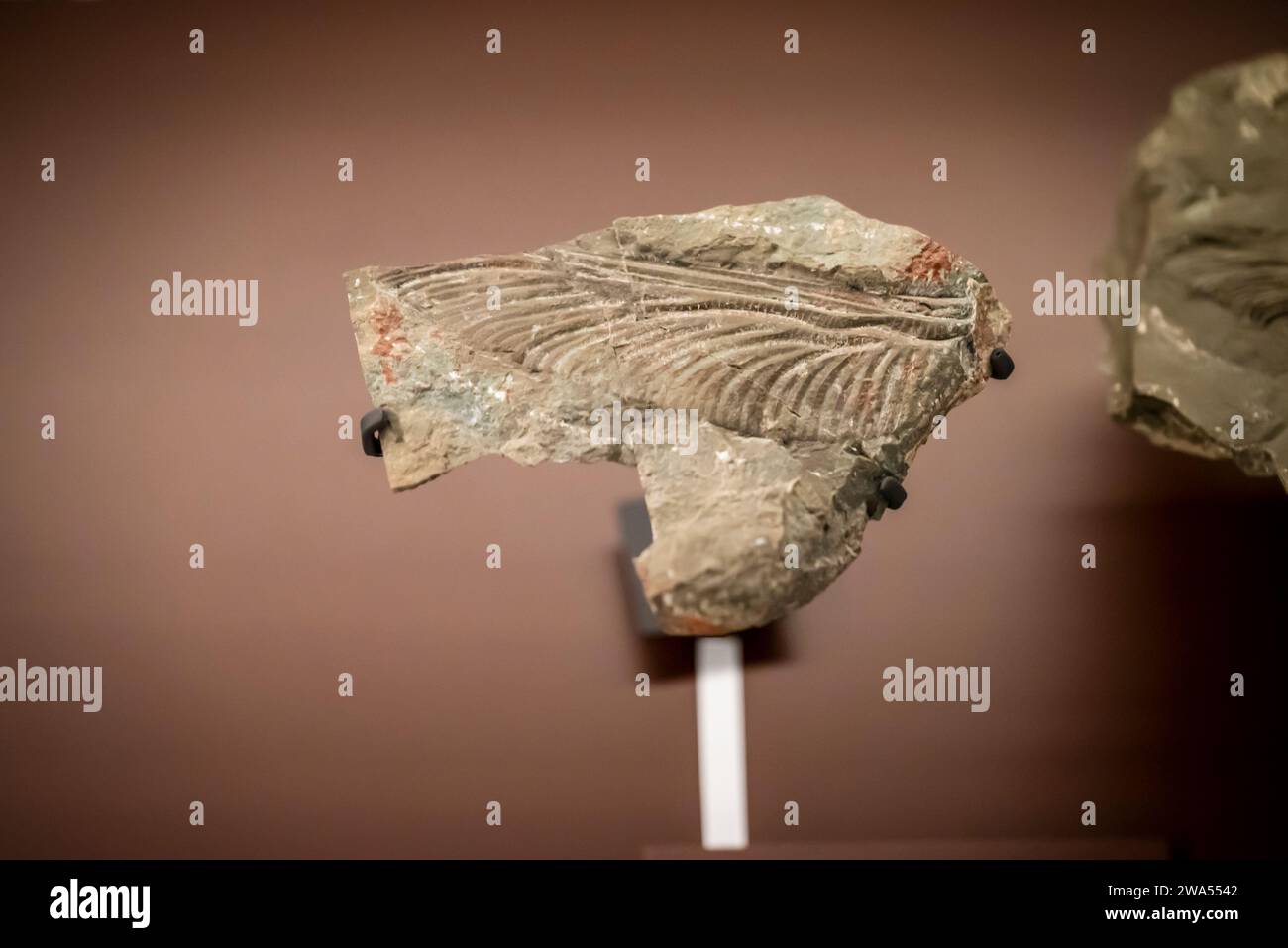 Fish Fossil, Lodeve Museum, a museum showing locally discovered ...