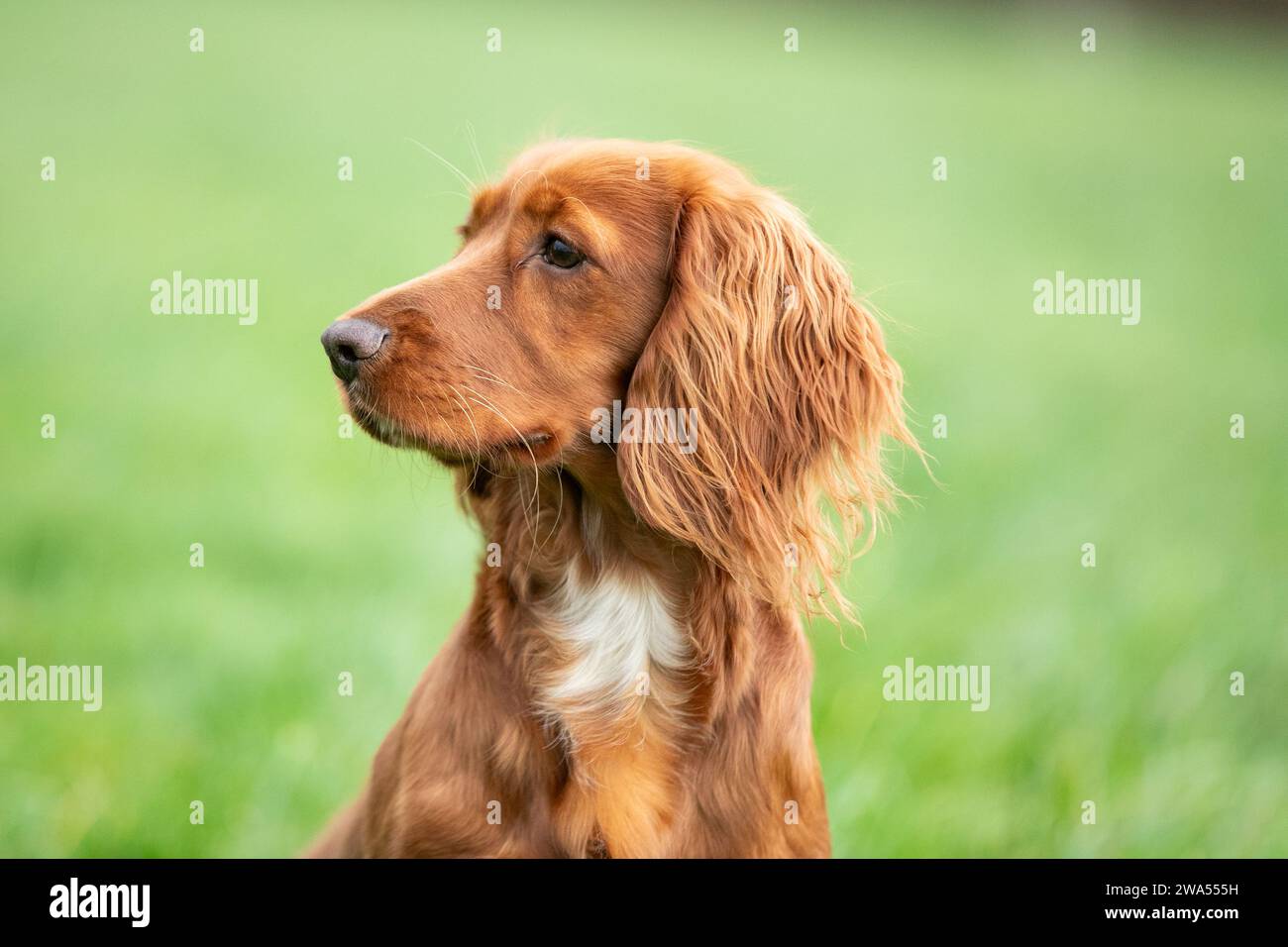 Red Working Cocker Spaniel Stock Photo - Alamy