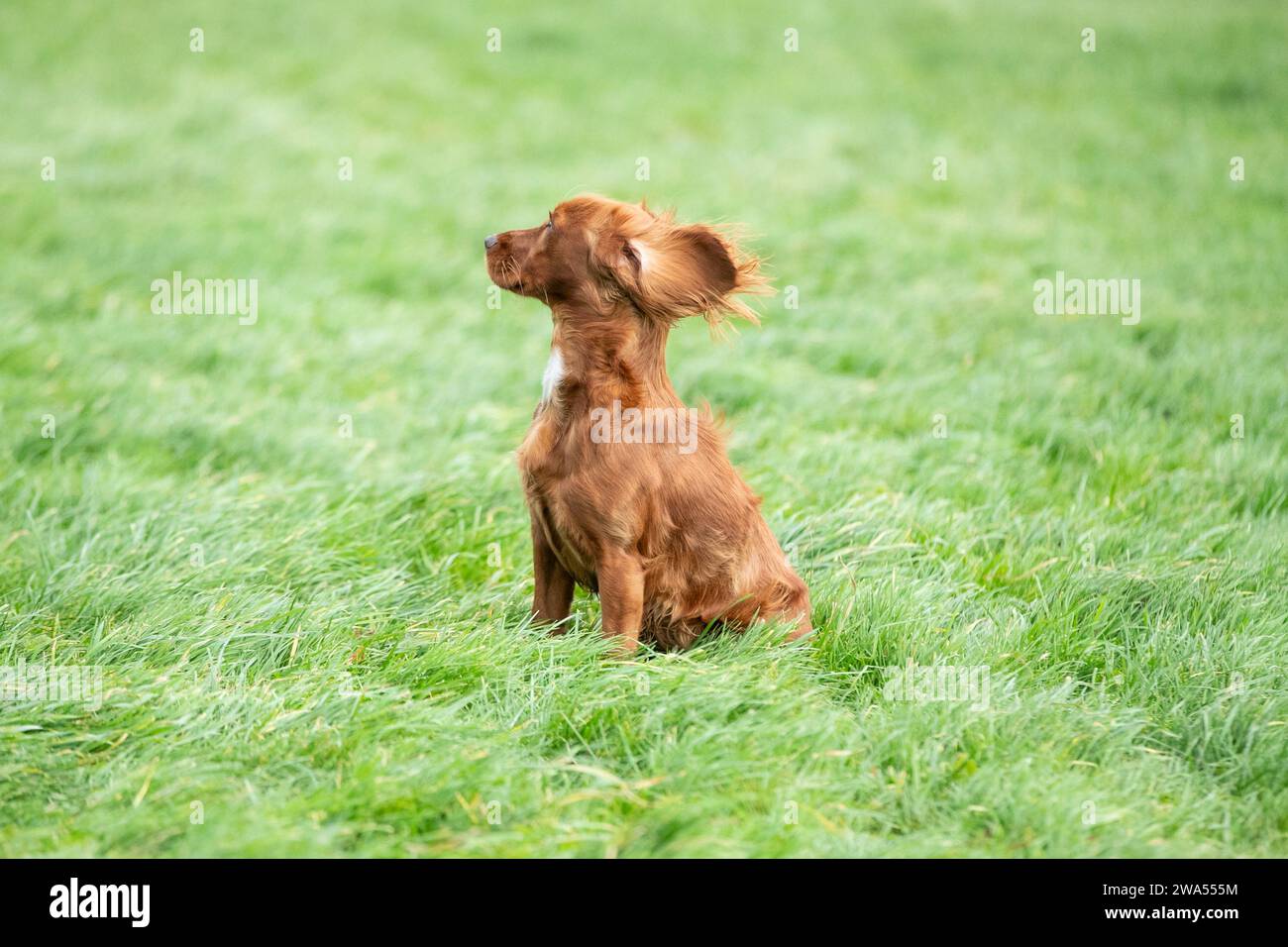 Red Working Cocker Spaniel Stock Photo - Alamy