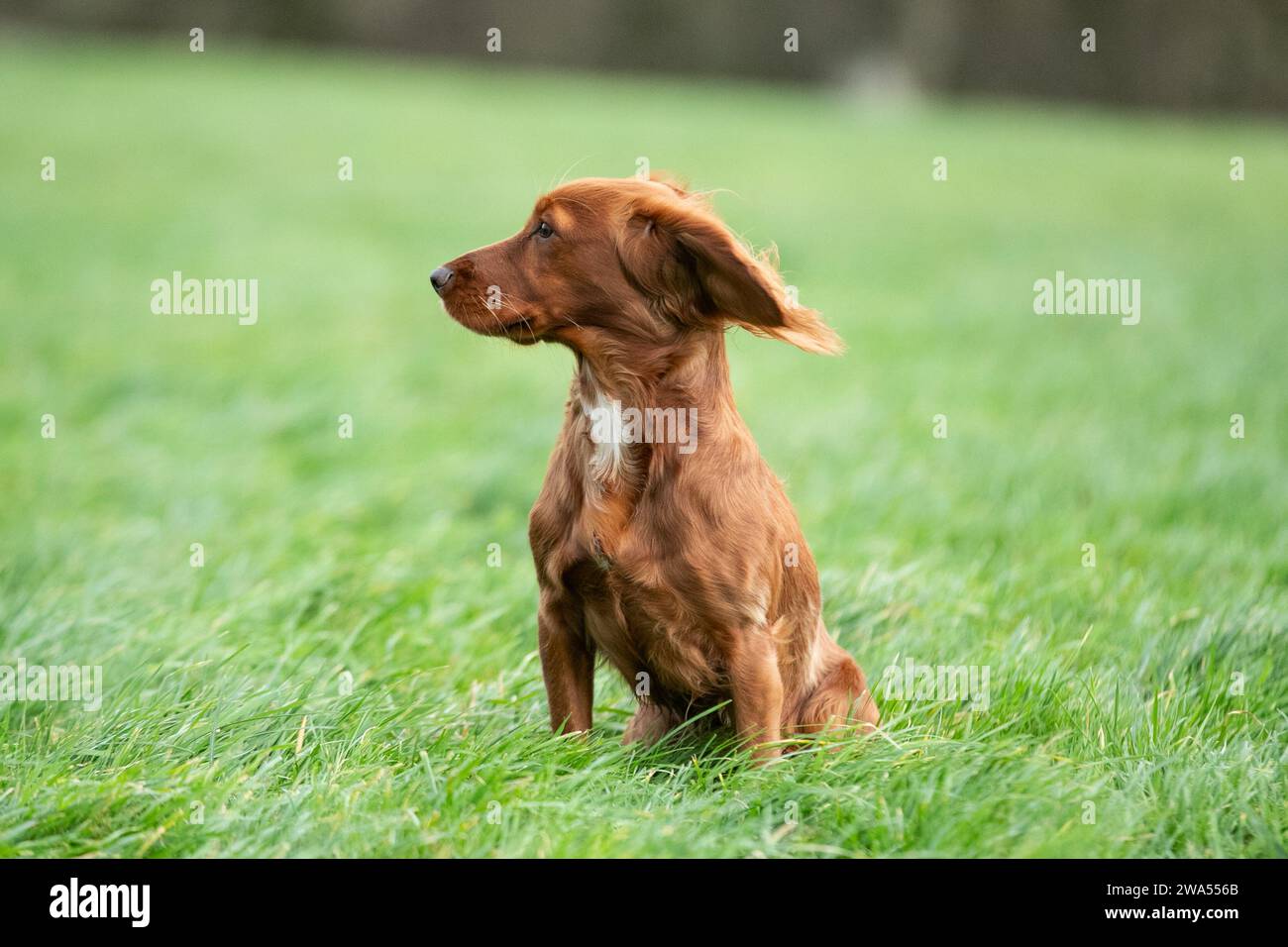 Red Working Cocker Spaniel Stock Photo - Alamy