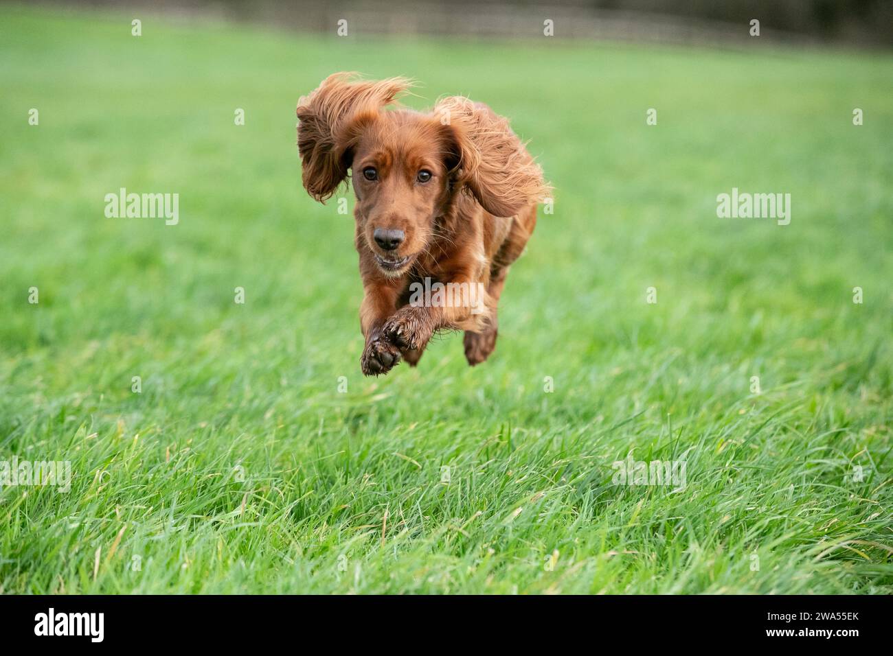 Red Working Cocker Spaniel Stock Photo - Alamy