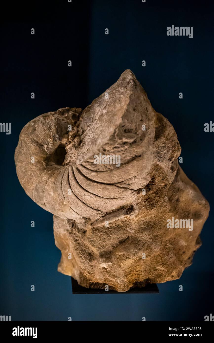 Shell Fossil, Lodeve Museum, a museum showing locally discovered ...