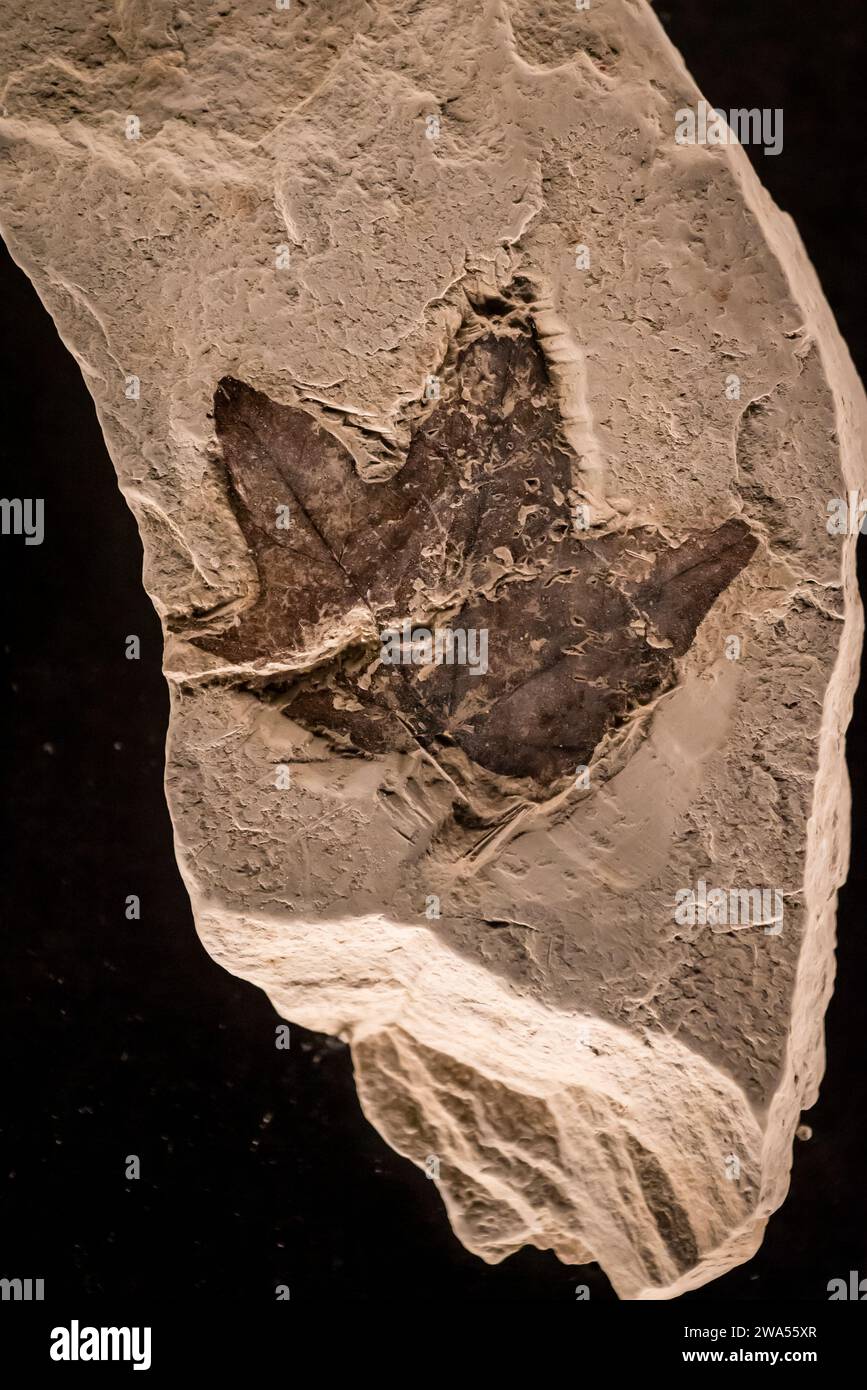 Leaf Fossil, Lodeve Museum, a museum showing locally discovered ...