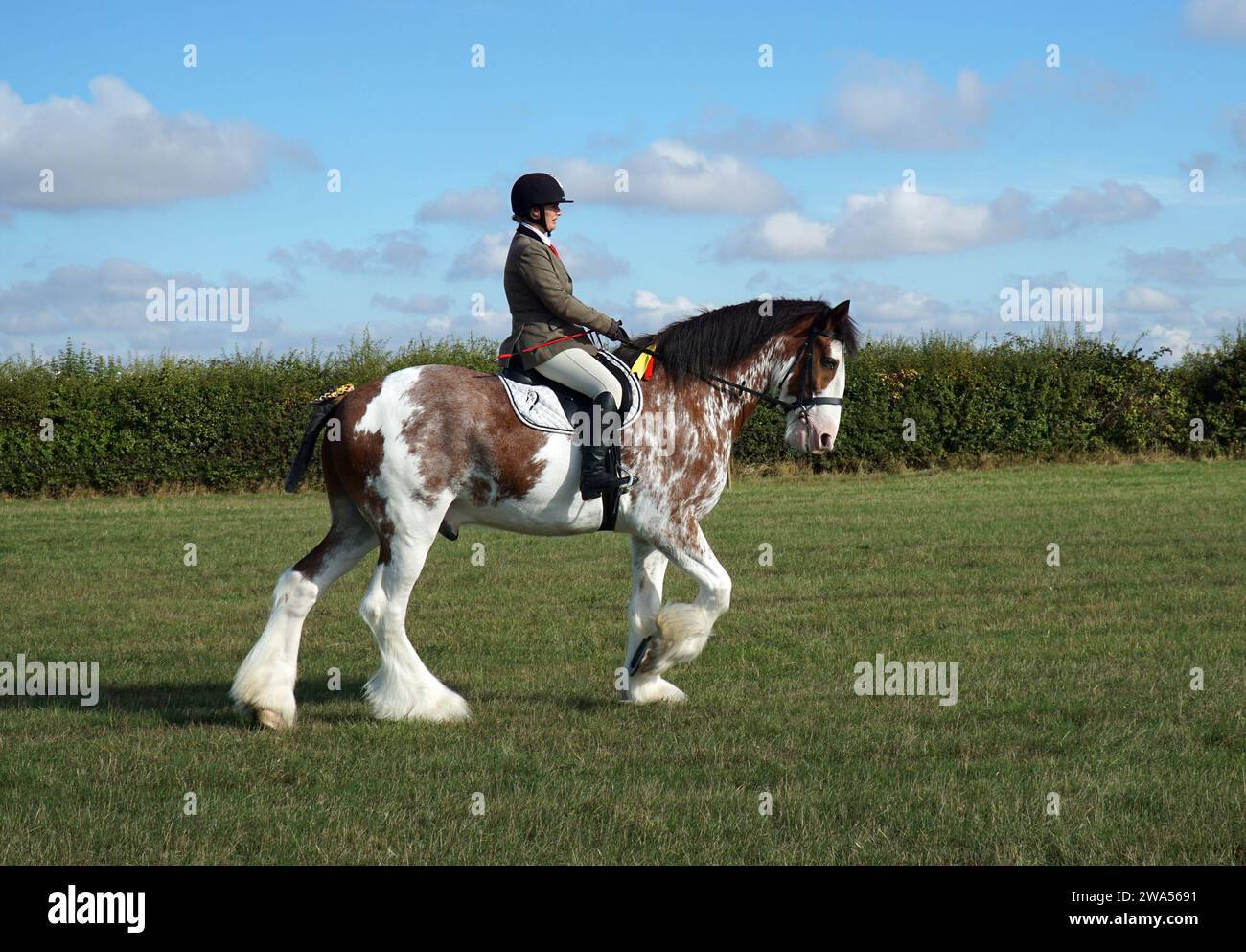 Clydesdale hi-res stock photography and images - Alamy