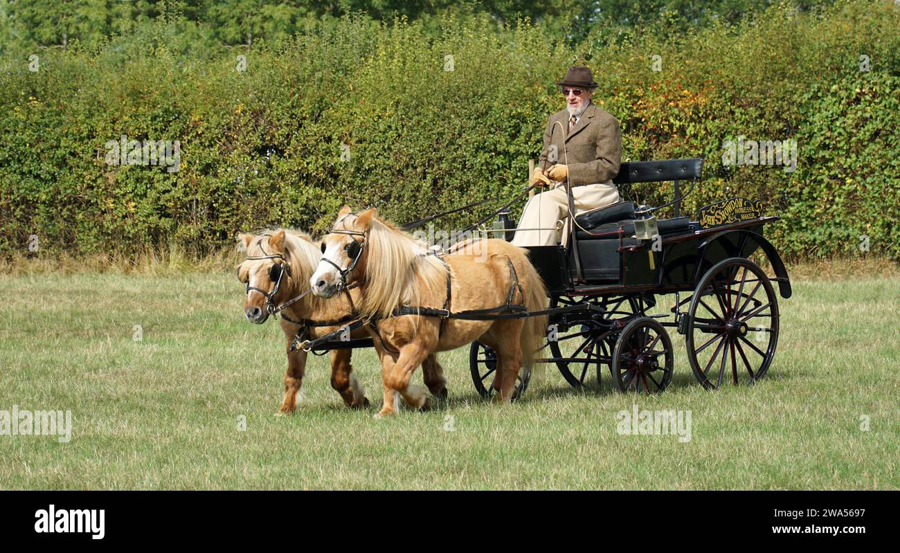 Carriage driving buggy with two ponies isolated on park land Stock ...