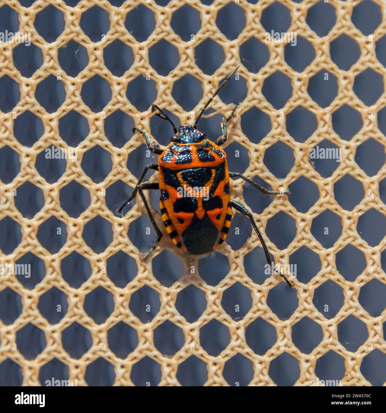 Cruciferous bug hi-res stock photography and images - Alamy