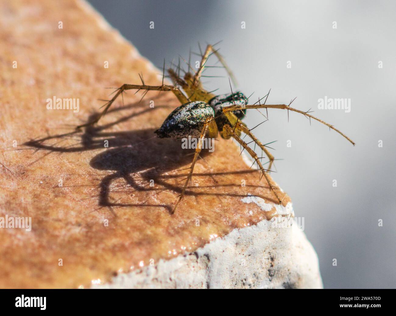 Oxyopes lineatus, Grass Lynx Spider Stock Photo - Alamy