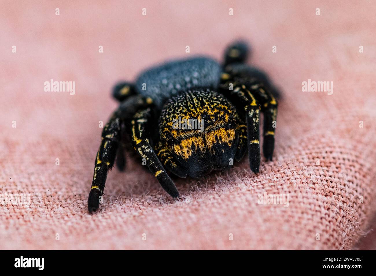 Eresus kollari, Female Ladybird spider Stock Photo - Alamy