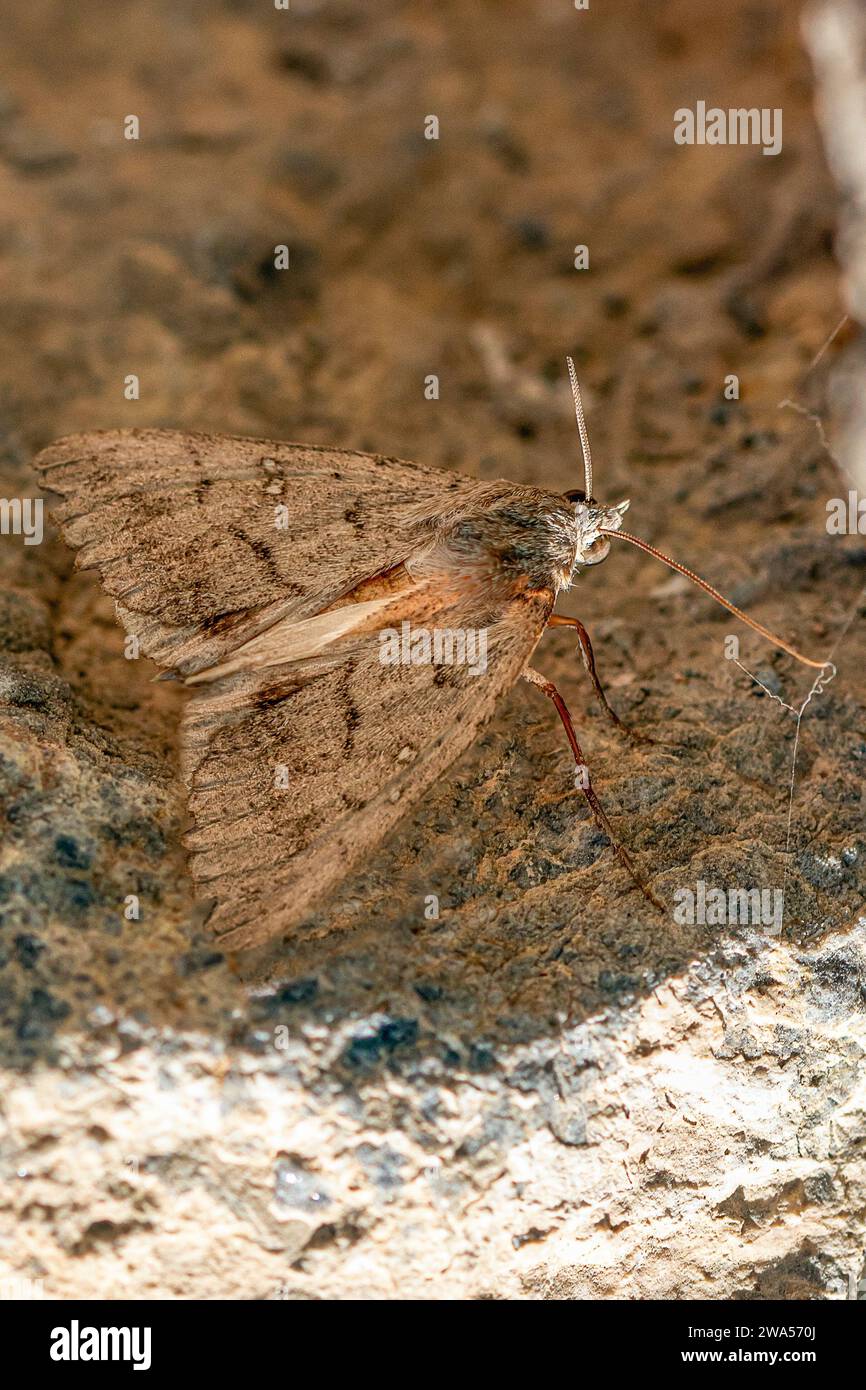 Clytie illunaris, Trent Double-Stripe Moth Stock Photo - Alamy