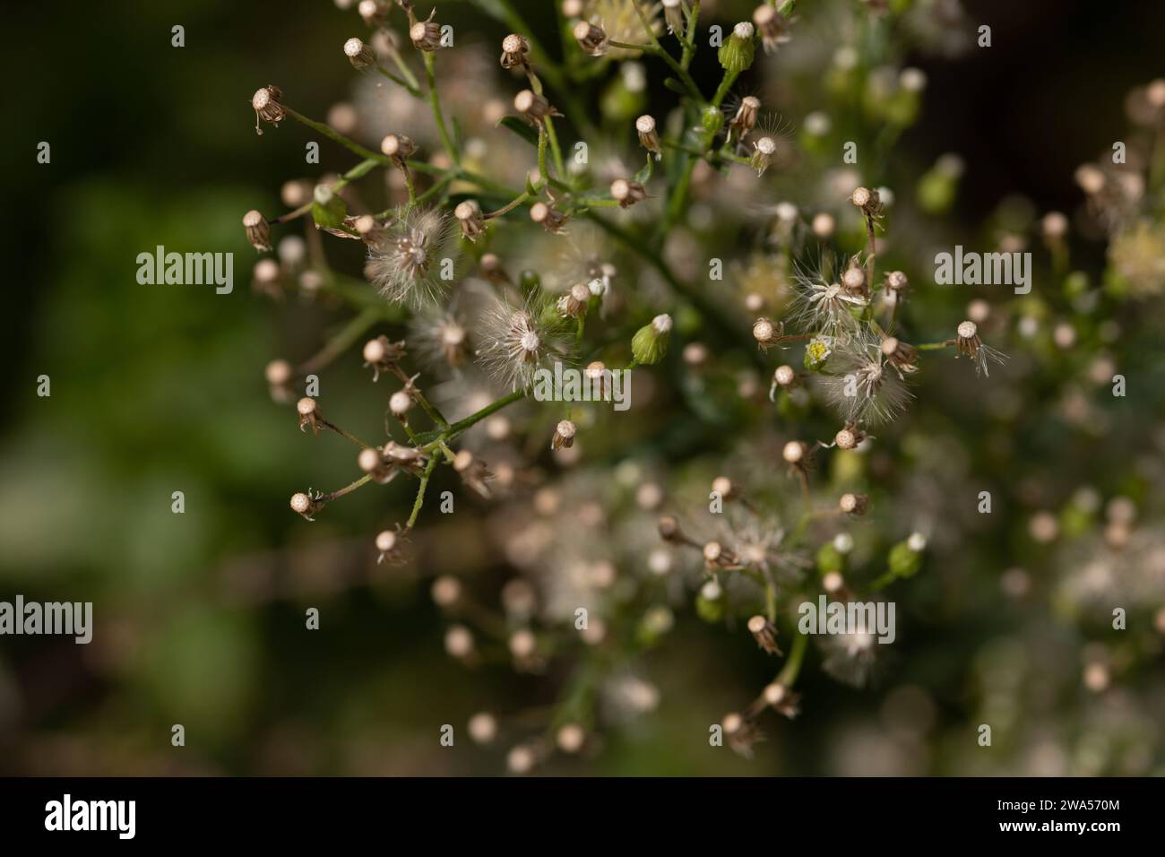 Conyza canadensis seed hi-res stock photography and images - Alamy