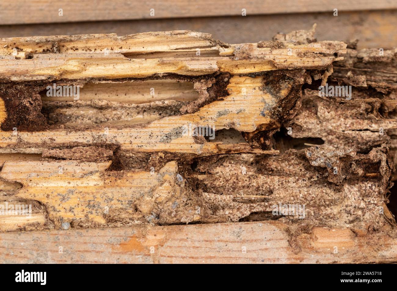 Reticulitermes flavipes, Eastern Subterranean Termite Stock Photo - Alamy