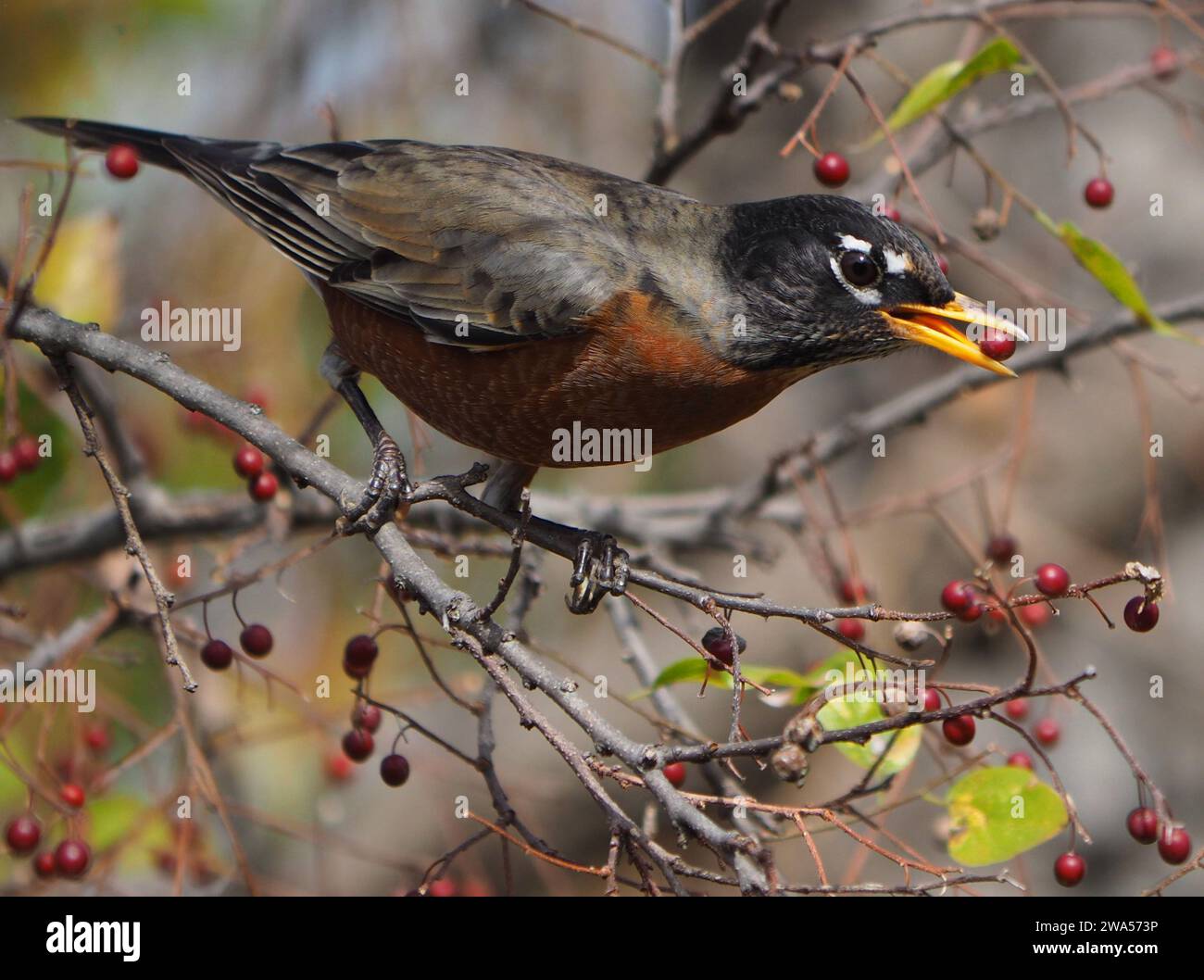American Robin eating berries Stock Photo - Alamy