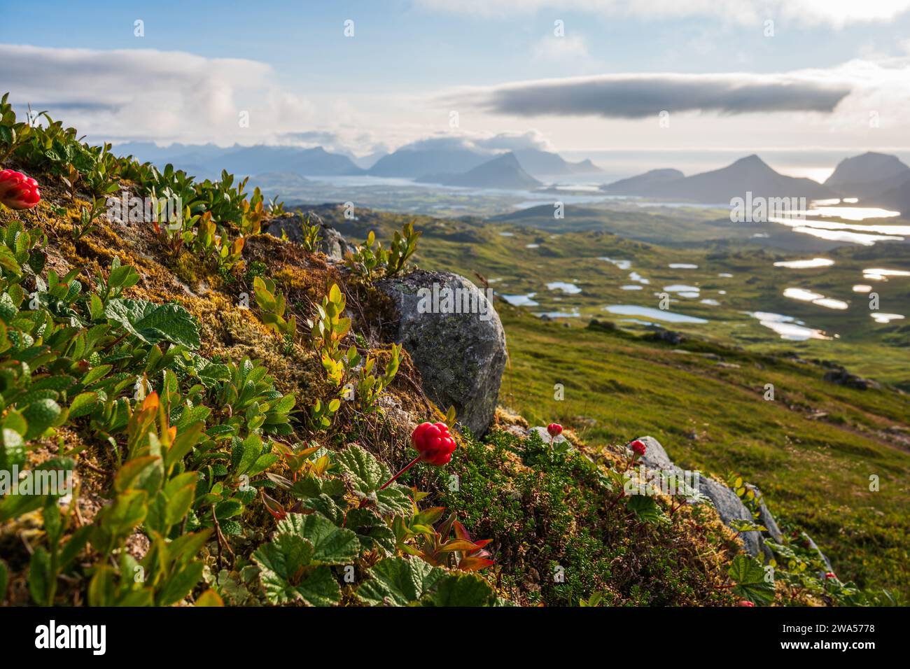 Chamaemorus hi-res stock photography and images - Alamy