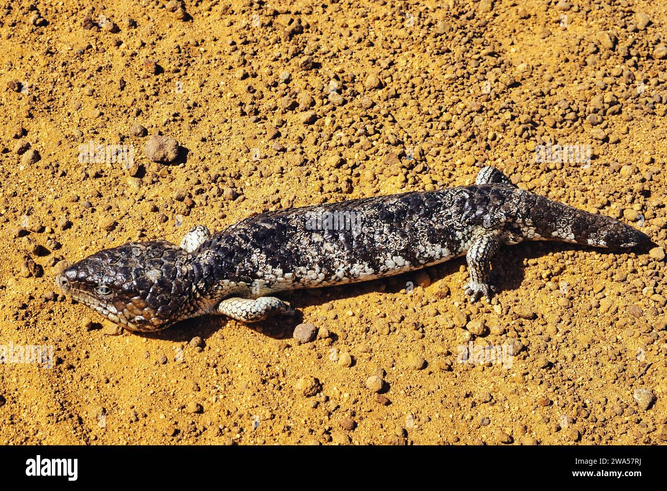 Bobtail lizard hi-res stock photography and images - Alamy