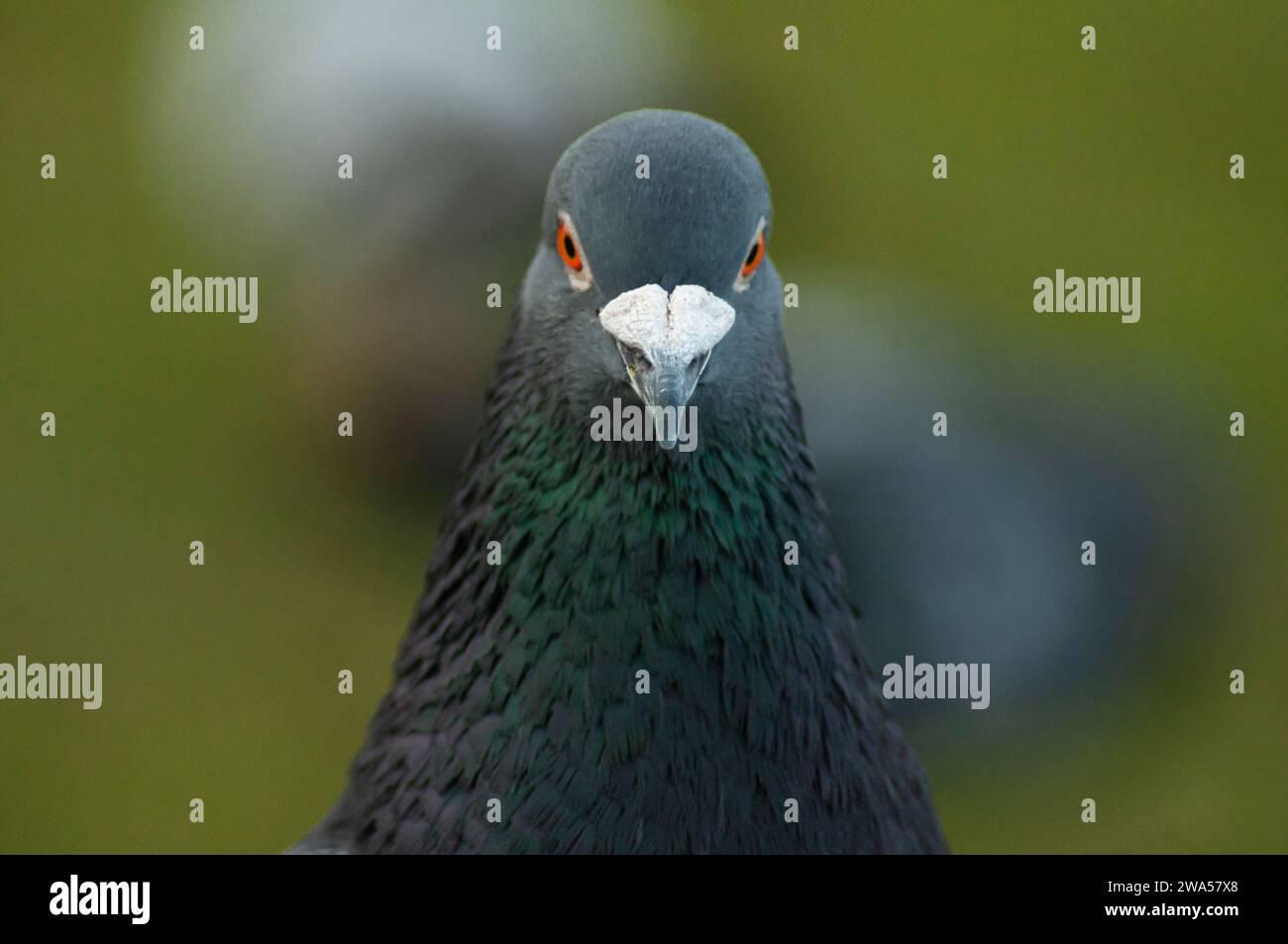The head of a pigeon Stock Photo - Alamy