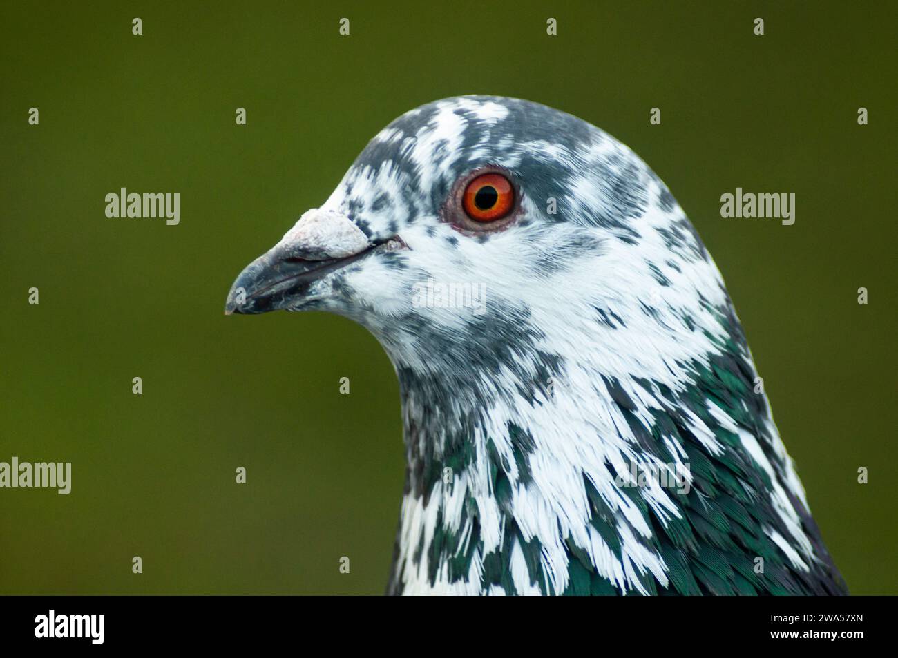 Head of a pigeon hi-res stock photography and images - Alamy